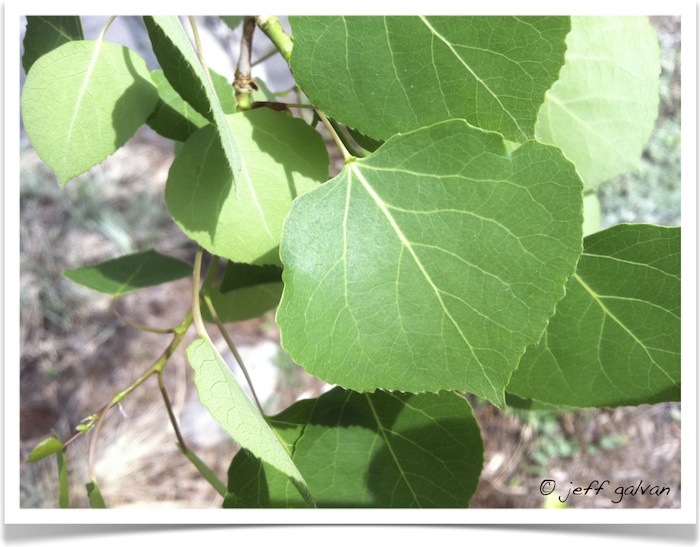 Quaking Aspen Tree Identification Identifying Populus Tremuloides