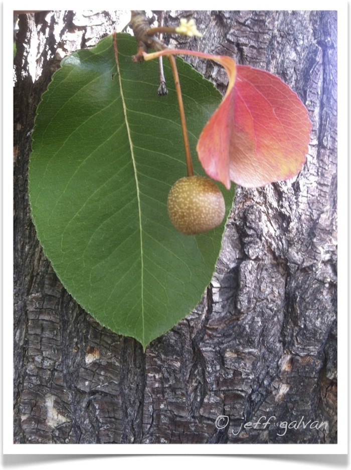 callery pear – Pyrus calleryana – Leaf – Fruit – Bark | Tree Service by ...