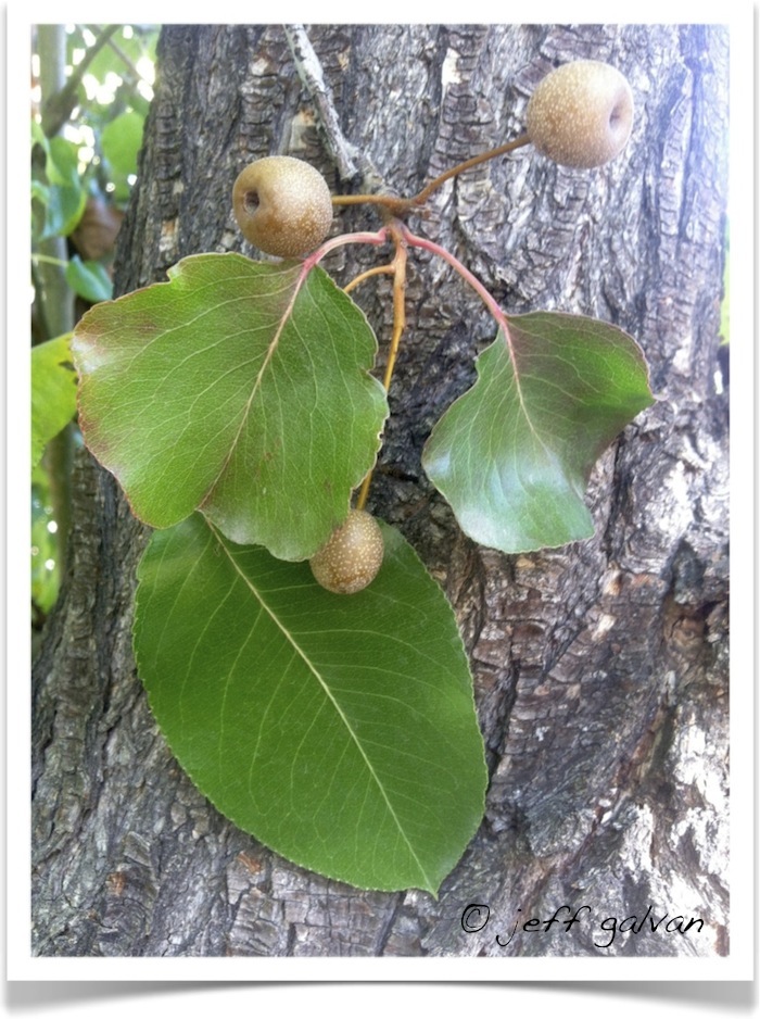 Callery Pear – Pyrus calleryana – Leaves – Fruits – Twig – Bark | Tree ...